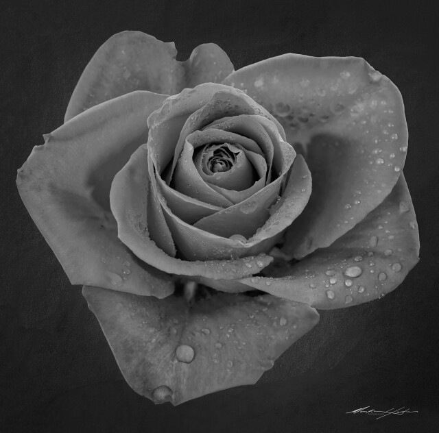 Wall art | All | Allume Photography
