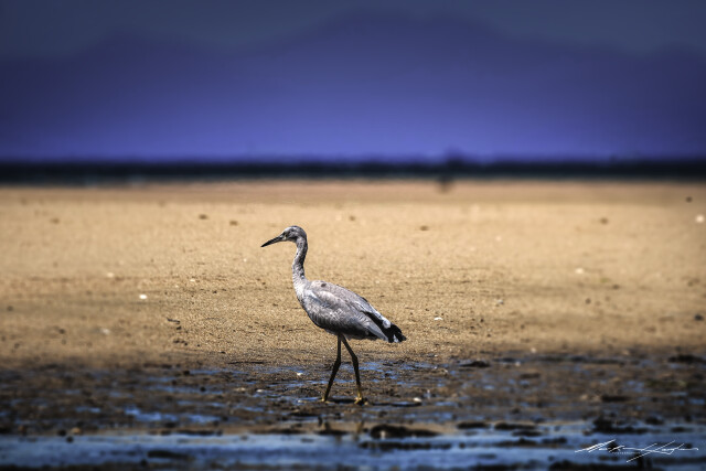 Birds | All | Allume Photography