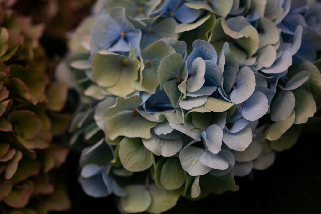 Print Shop | All | Jacie Davis Photography