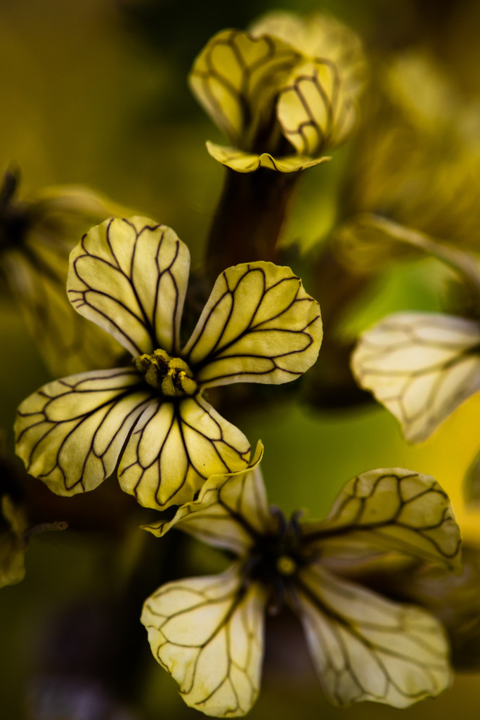 Print Shop | All | Jacie Davis Photography